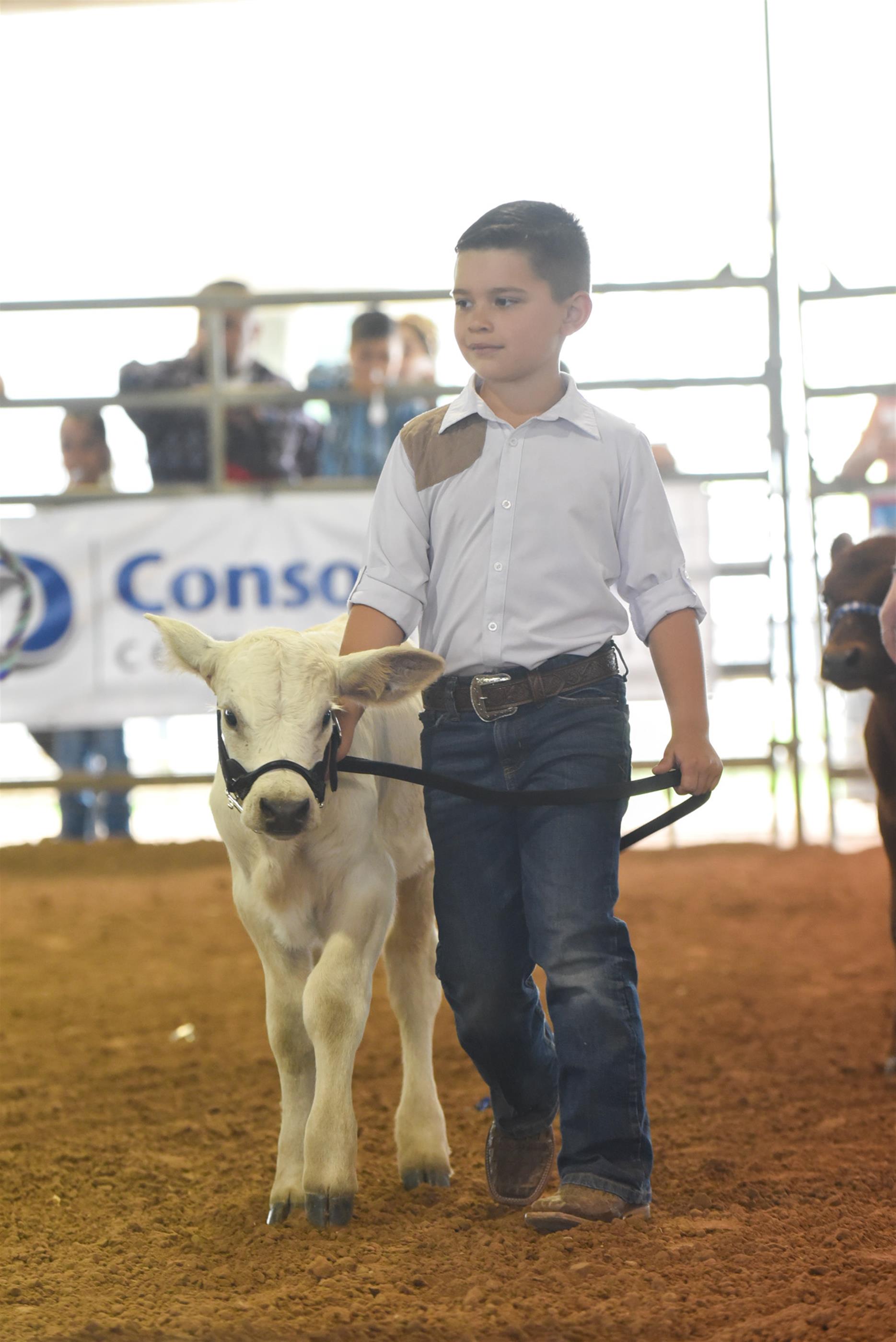 Bucket Calf